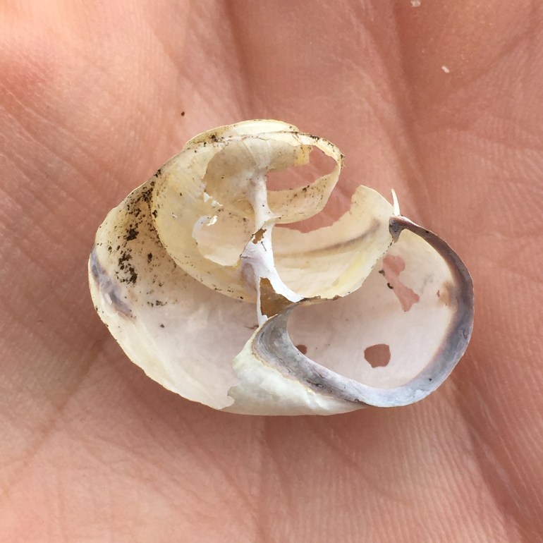 Still Life – Nancy Dewhurst